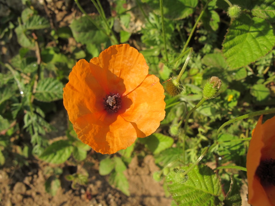 FLORA NEL SALENTO e.. anche altrove: Papaver apulum Ten. - Papaveraceae ...