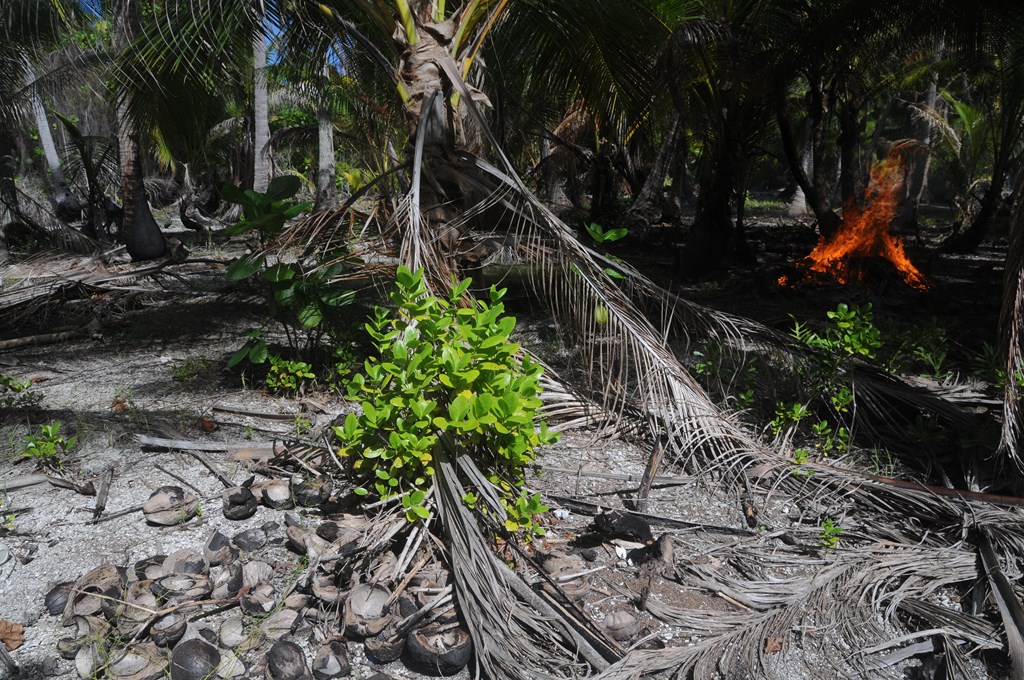 Sabay Dii: La récolte du coprah