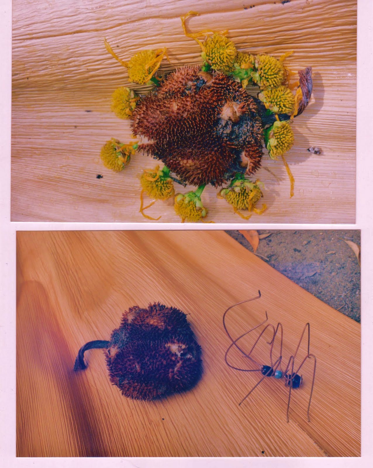 Little Darwin: GALACTIC SCOOP: AMAZING ALIEN LIFEFORMS FOUND ON SECRET ...