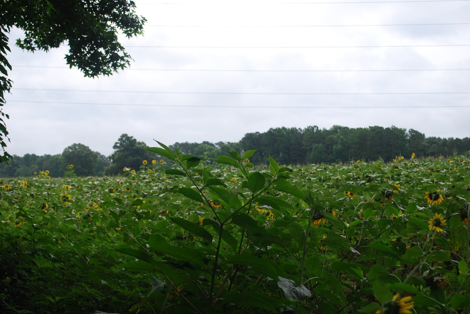kld photos and thoughts: Sunflowers at Draper Wildlife Management Area
