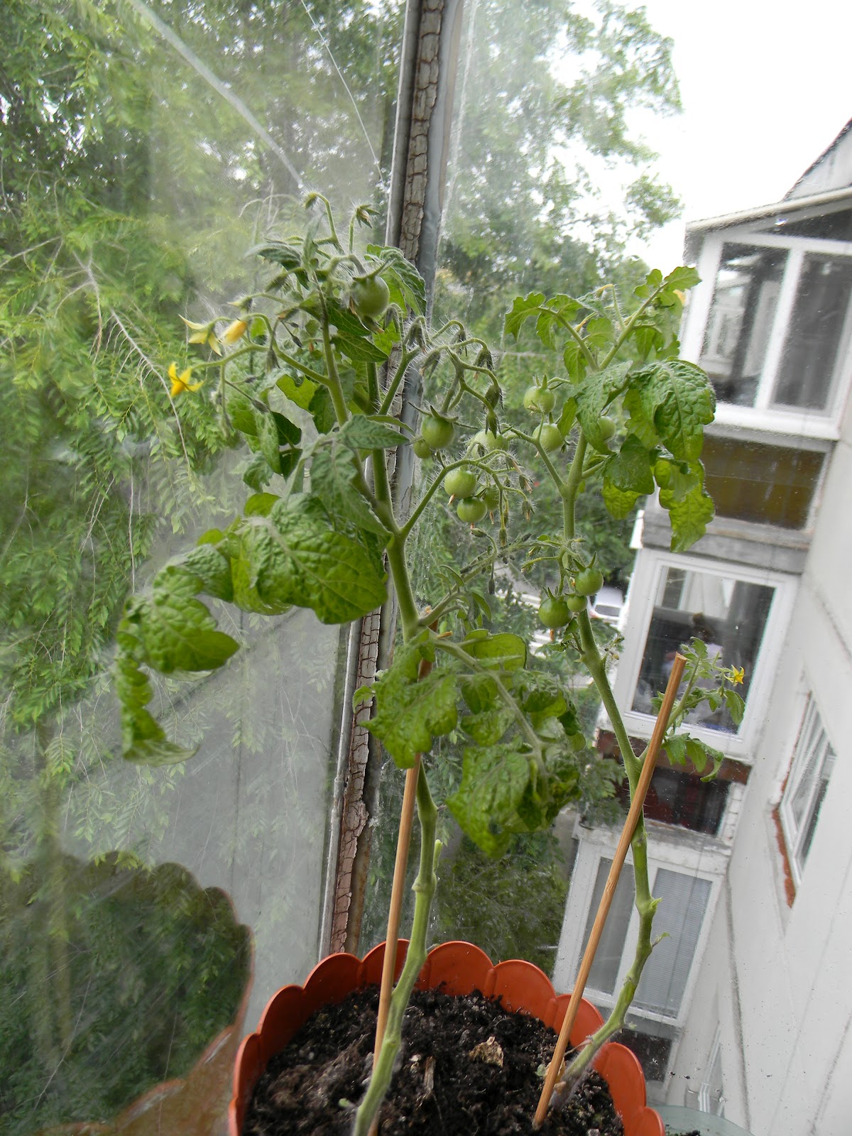 Gradina de pe balcon: Huston, we have a problem