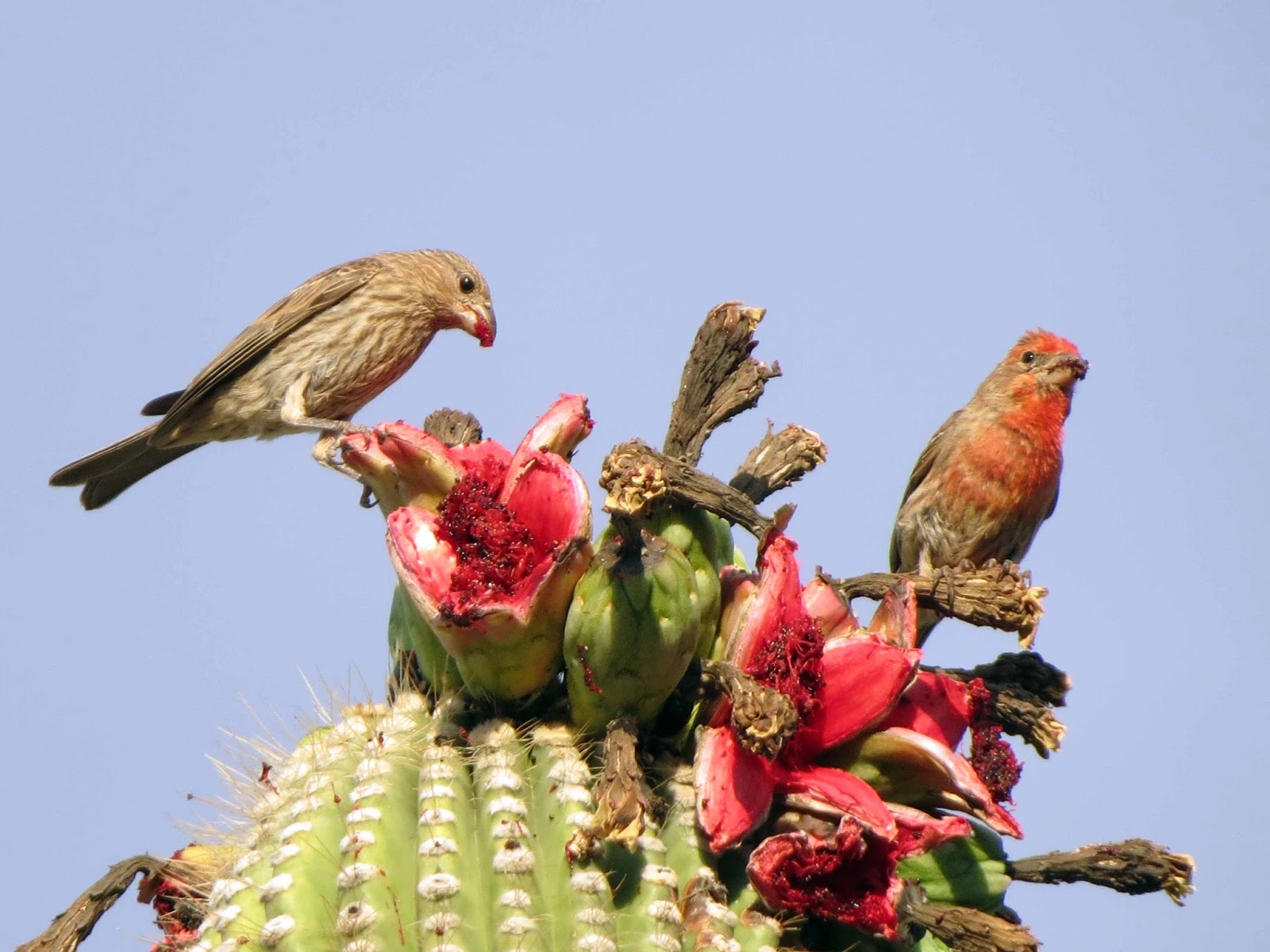 Desert Colors: Summer Saguaros