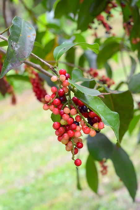 Fruits Stand: Bignay Fruits