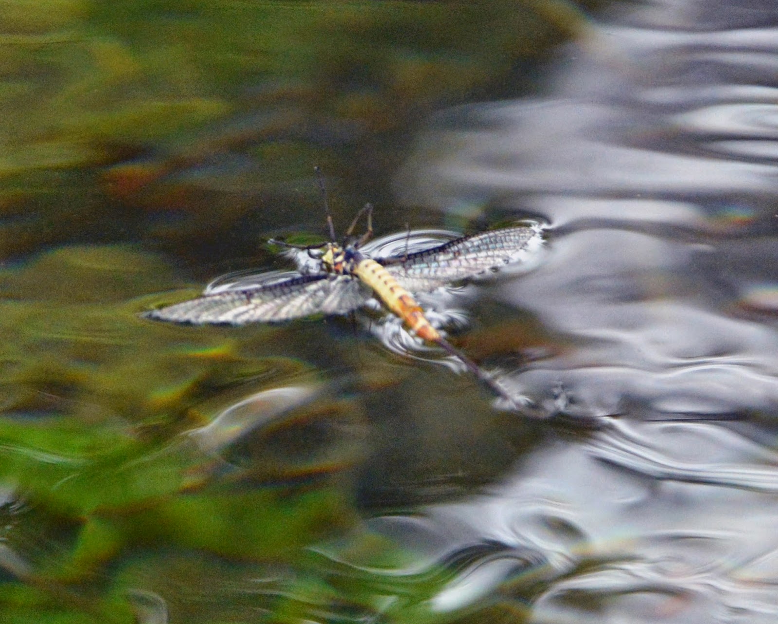 Diary of a Riverkeeper on the River Test, Hampshire: A Mayfly Feeding ...