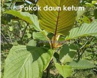 Anim Agro Technology: KETUM - FAKTA LAPORAN