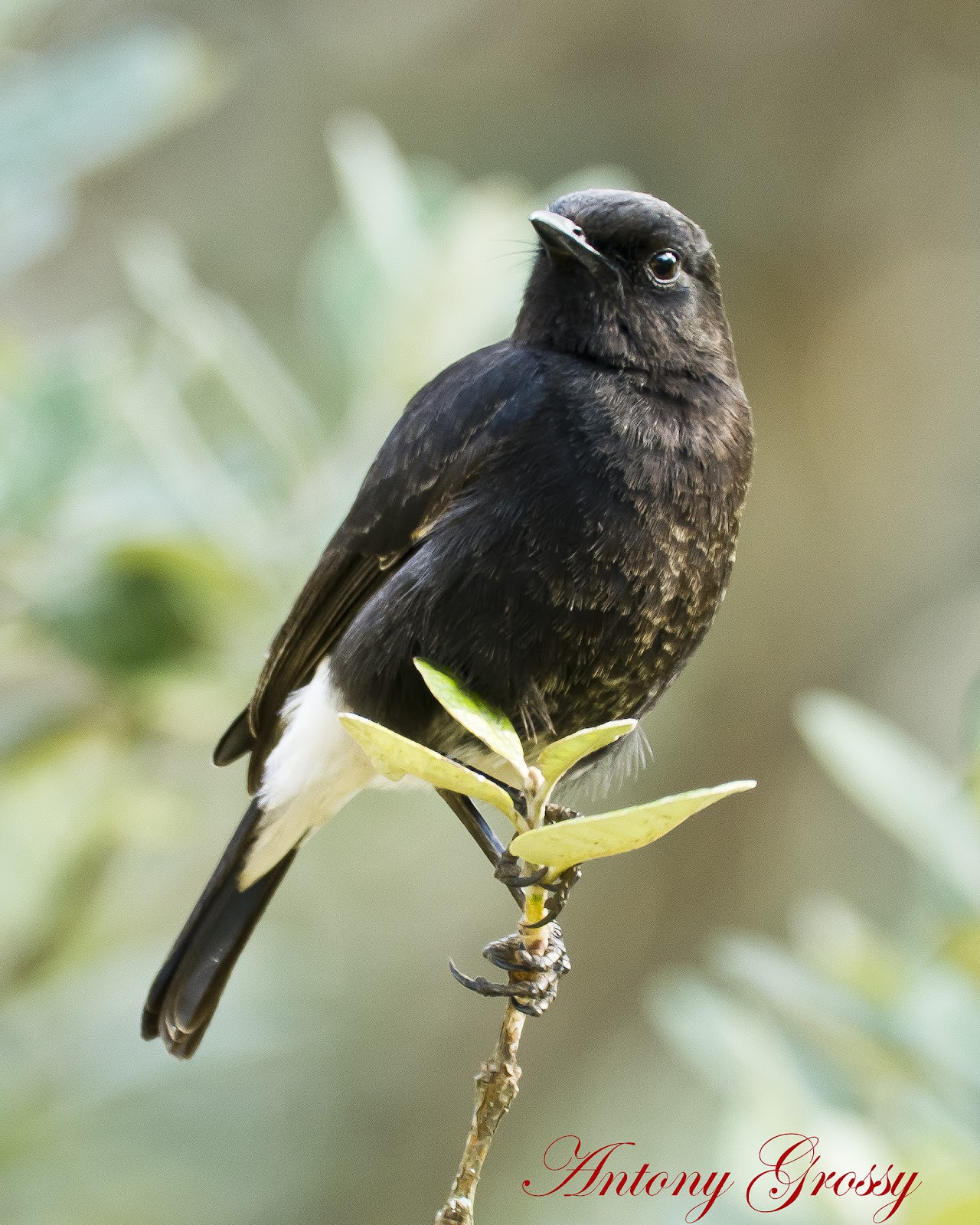 Burung Decu - Pied Bush Chat (Saxicola caprata) - Ryan Maigan Birds