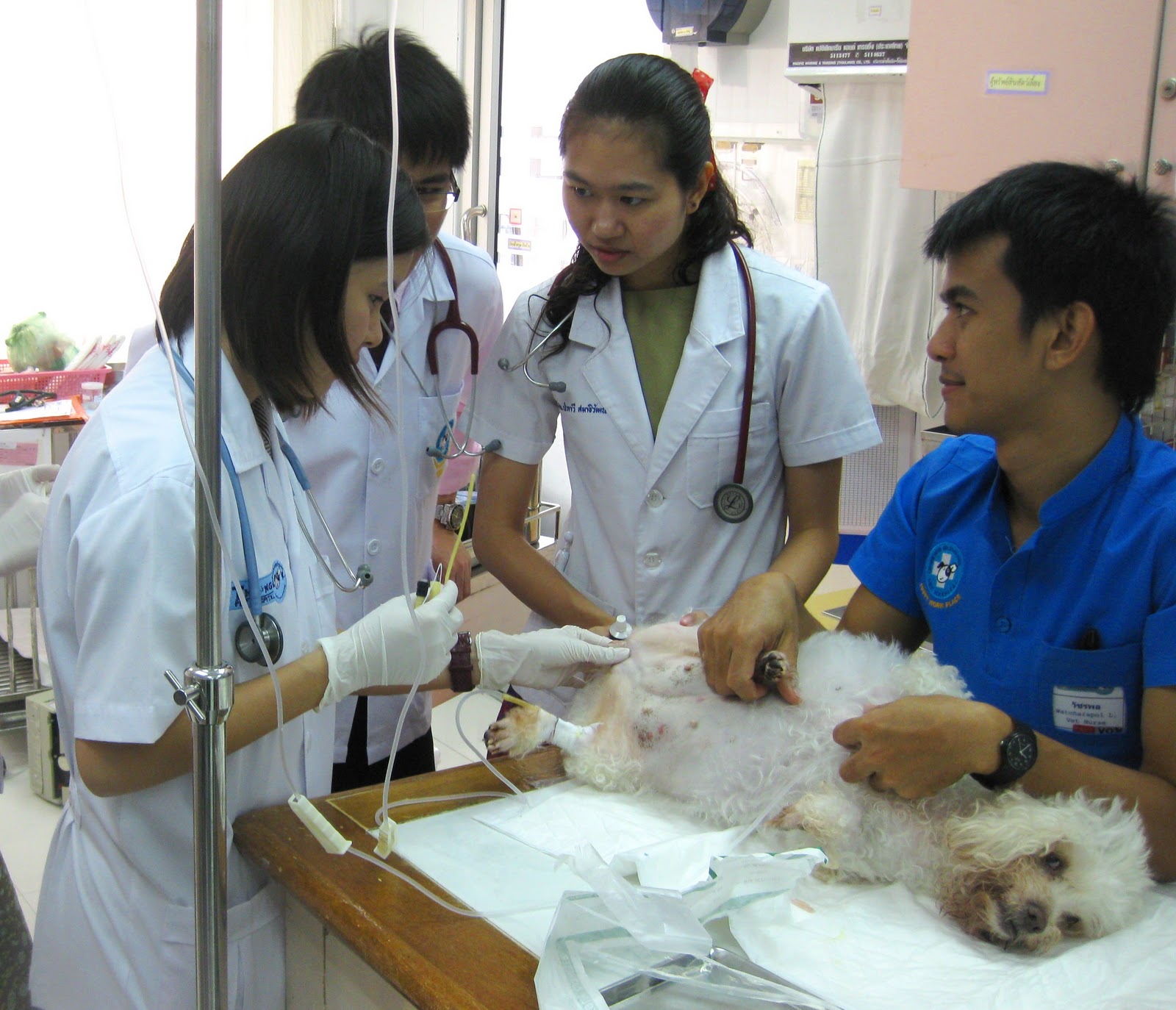 Veterinary Legacy: Veterinary Euthanasia: Cultural Influences in ...