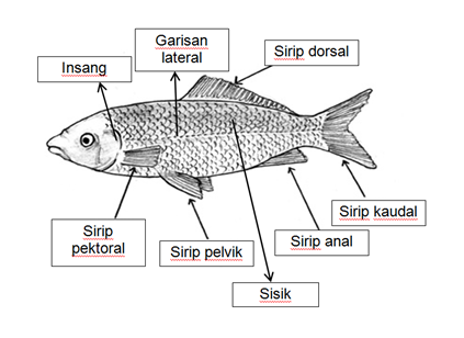 LIHAT - BACA - FAHAM - CEMERLANG!