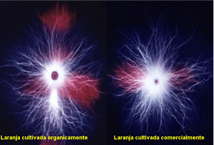 Energias: Fritz Albert Popp e a Comunicação Celular por meio de fótons ...