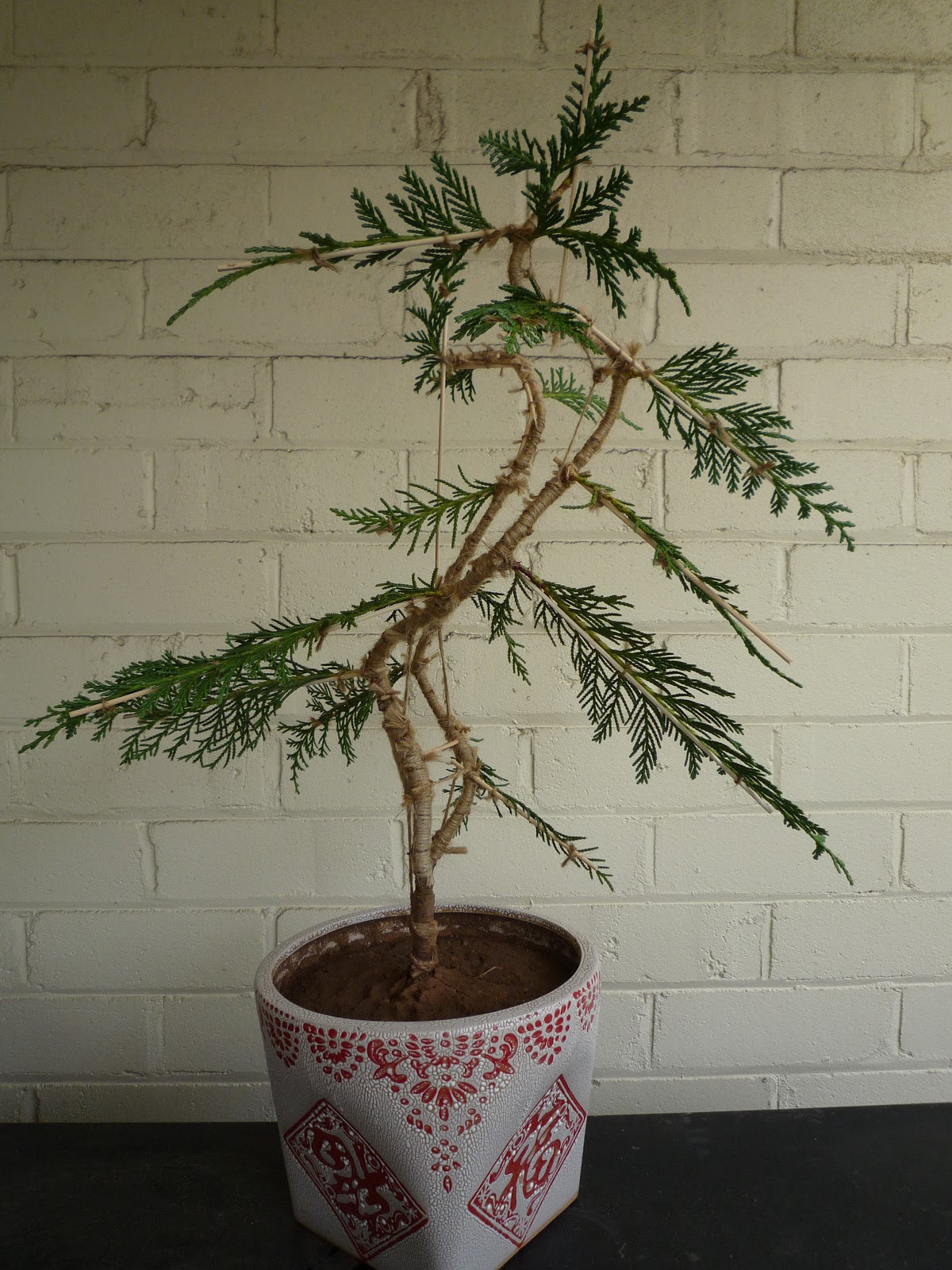 Lingnan Penjing: Advanced Grade 8 Su tree