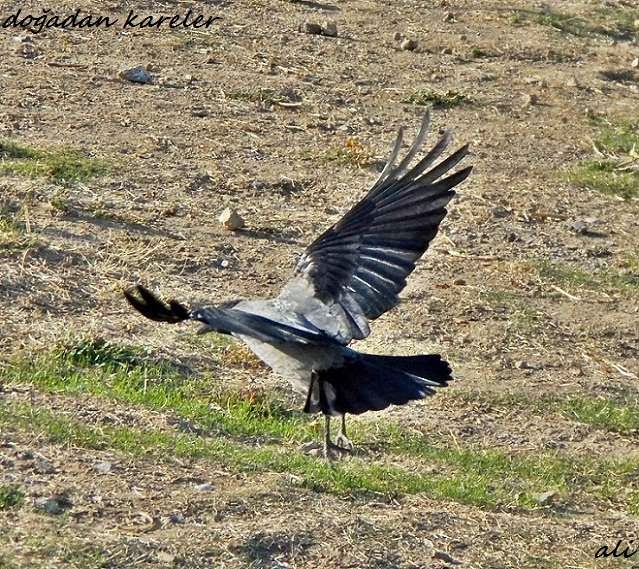 Doğadan Kareler: Uçan Karga Resimleri