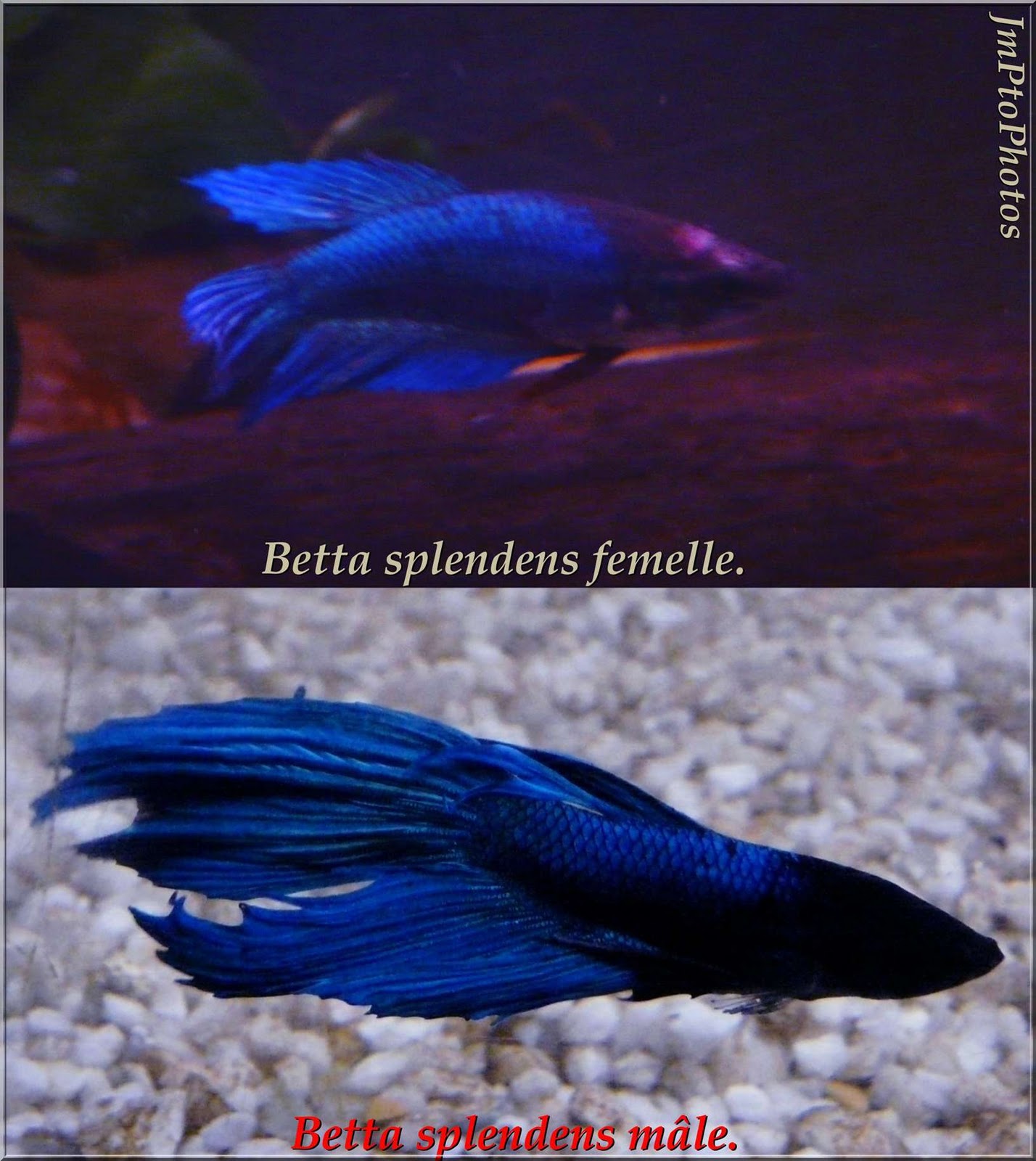 JmPtoPhotos: Betta splendens. ( Combattant ).