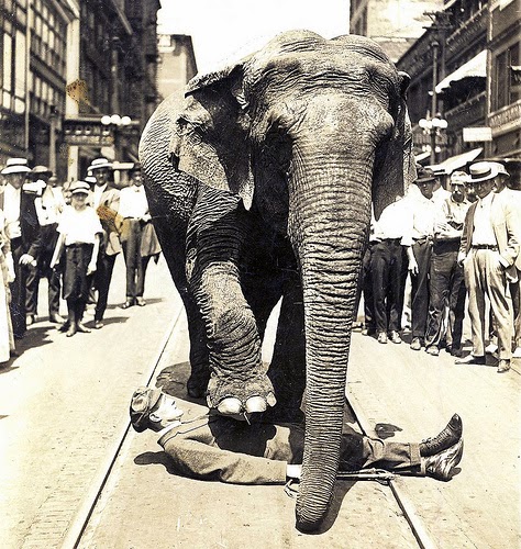 Buckles Blog: Military Elephants #7