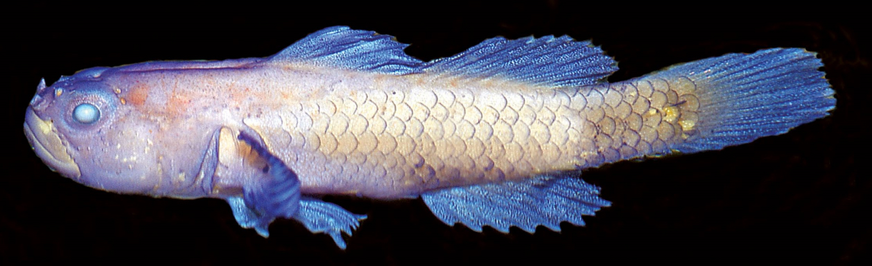 Spesies Baru dari Ikan Gobi Ditemukan di Maluku - Generasi Biologi