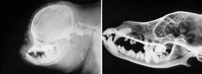 Pedigree Dogs Exposed - The Blog: Mission accomplished - a Pug with no ...