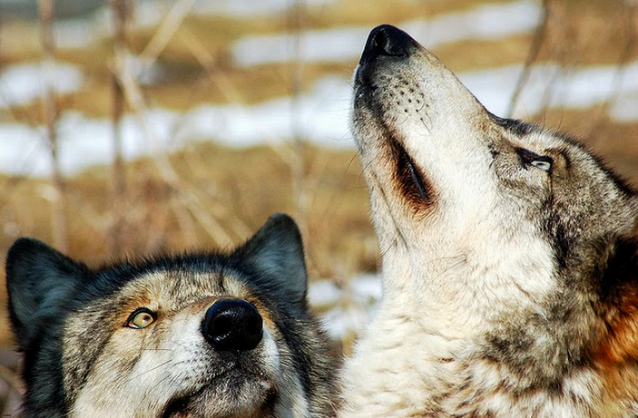 STOP WOLF HUNTS: NEWS