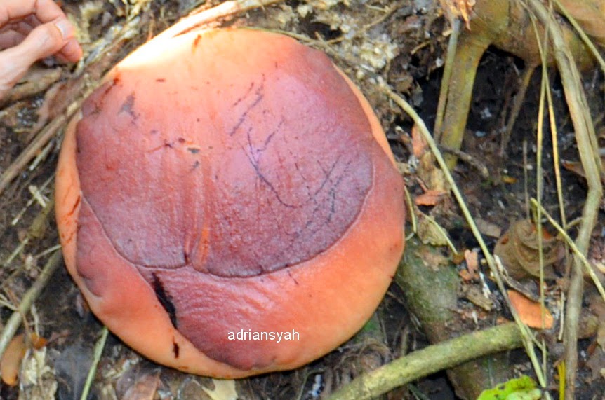 Trees Planet: Rafflesia arnoldii - Corpse Flower