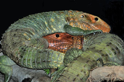 Caiman Lizard | Info-Facts and New Photos 2012 | The Wildlife
