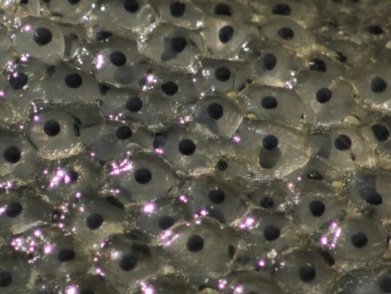 Naturwunder ...: Grasfrösche beim Laichen