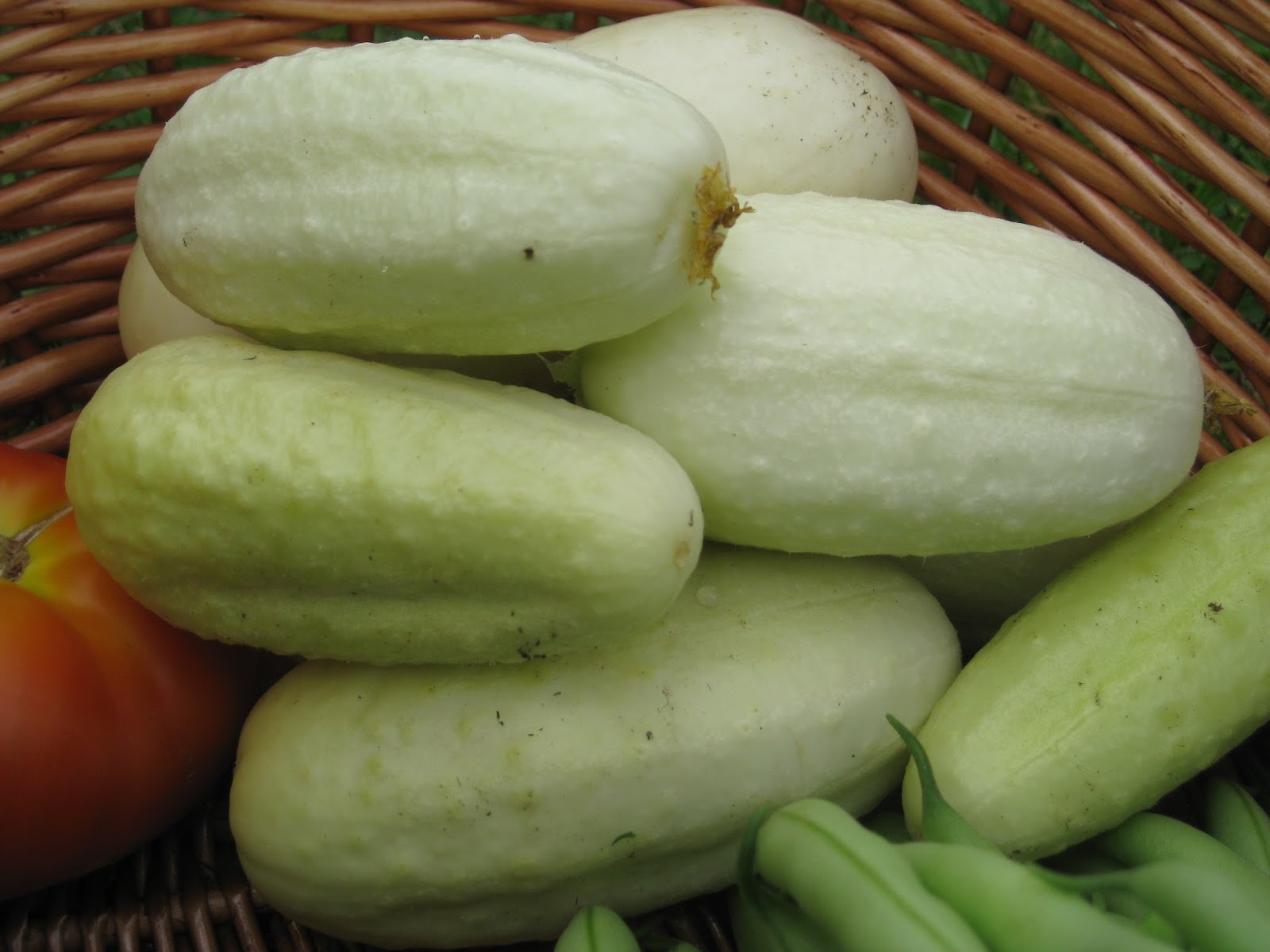 ealdoras frö: Gurka, Majs & Aubergin mm