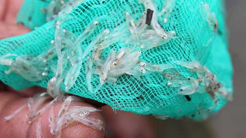 World's smallest commercial fish thrives in Bicol