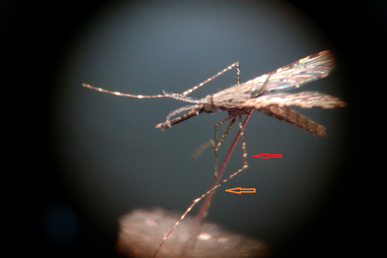 MEDICAL ENTOMOLOGY: Identification of Anopheles spp. (Adult mosquitoes)