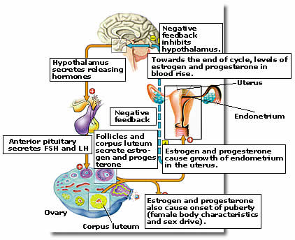 Sistem Hormon Pada Manusia | Share Our Knowledge