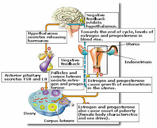 Sistem Hormon Pada Manusia | Share Our Knowledge