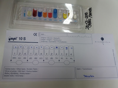 PRÁCTICA: API 20 E Y API 10 S (16/01/18)