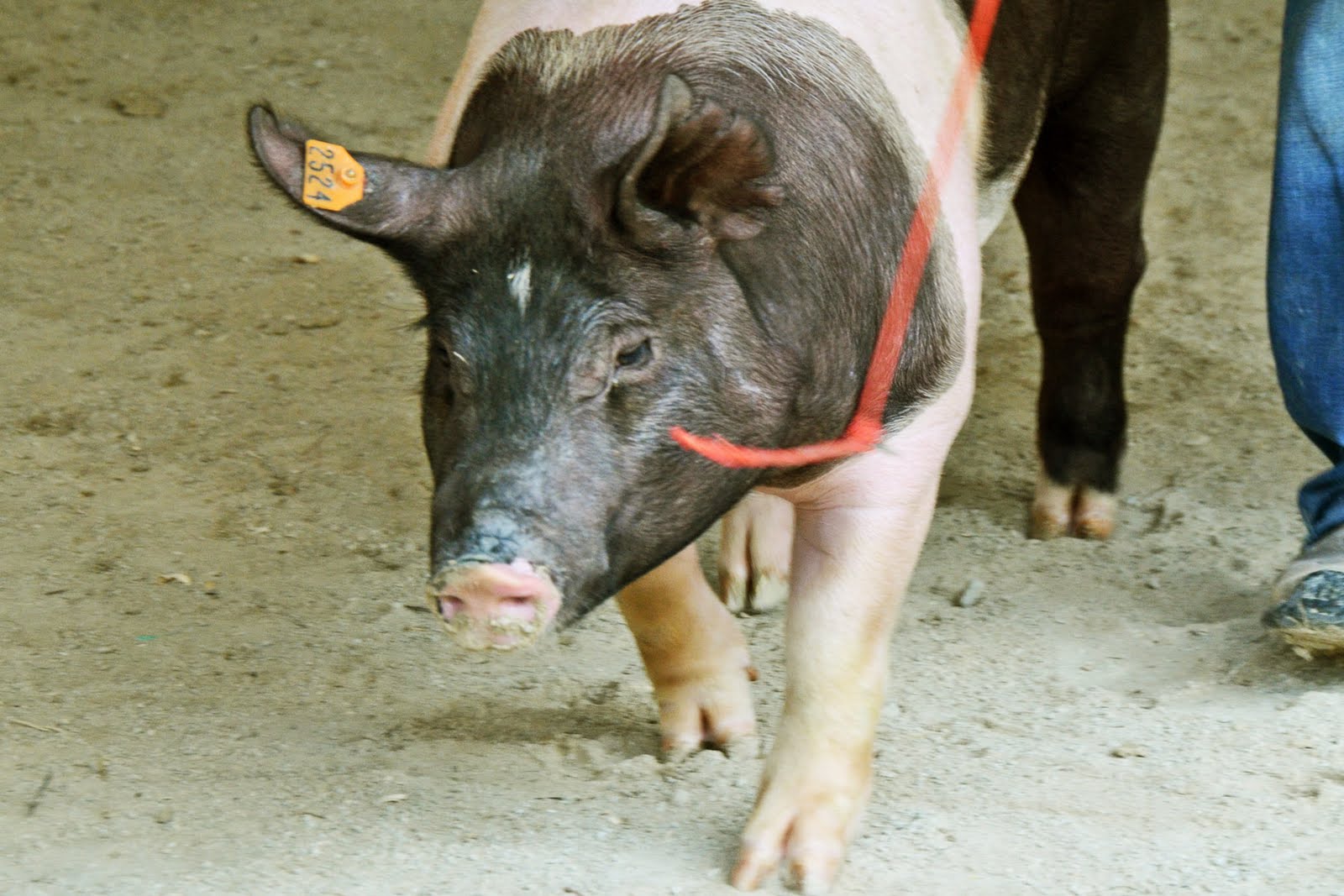 Snippets from Springdale: Friday Foto Fun - The County Fair Edition