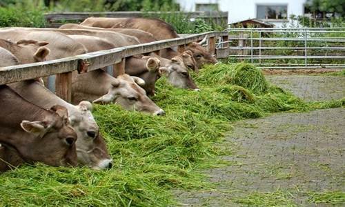 Jenis Pakan Sapi Ternak dan Cara Pemberian Agar Sapi Cepat Gemuk