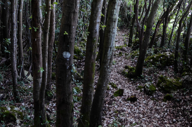 ALMANAQUE NATURAL: Los Encinares más norteños