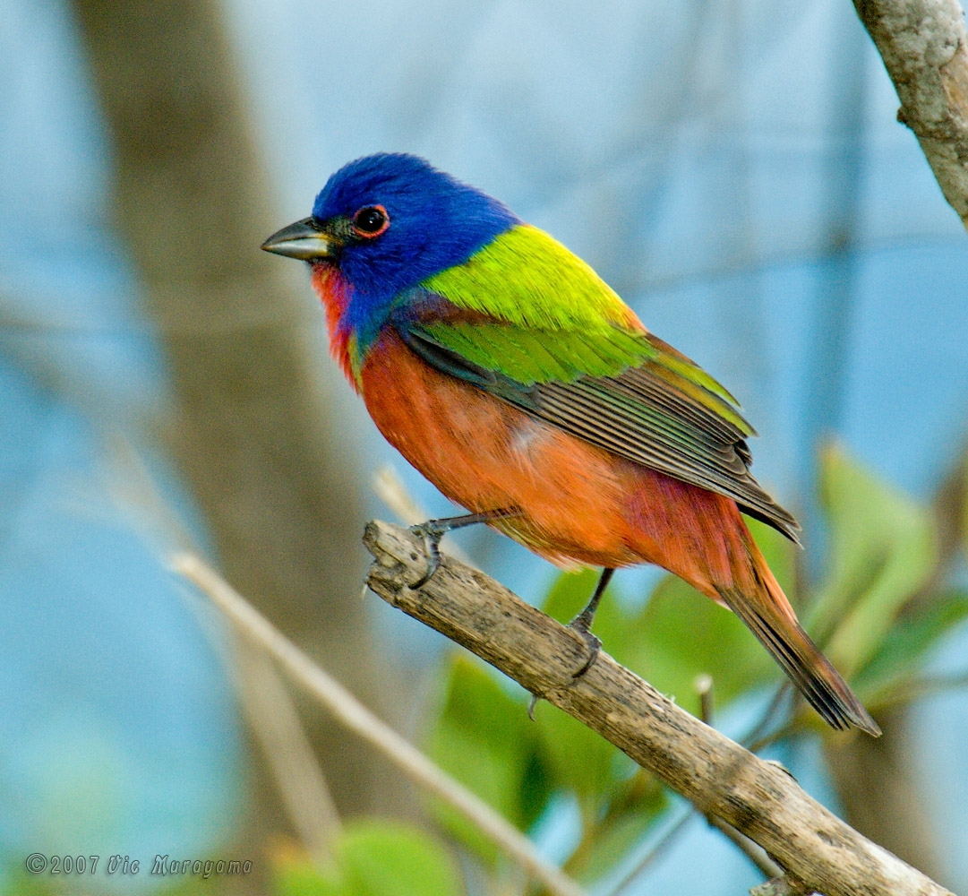 Painted Bunting (Passerina ciris) - Ryan Maigan Birds