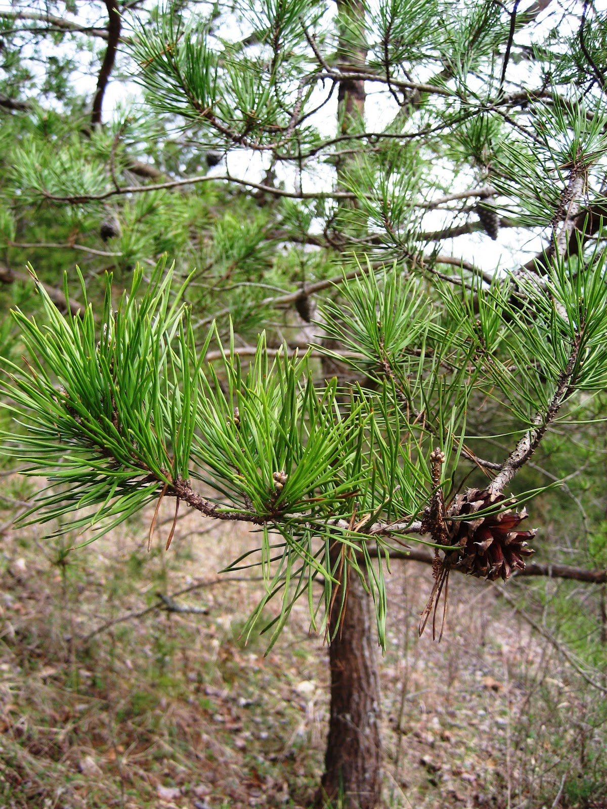 killing Mother: Trash Pines, Starlings and Manchineel - Finding Beauty ...