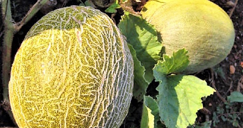 Plants & Gardens in Colonial & Early America: Plants in Early American ...