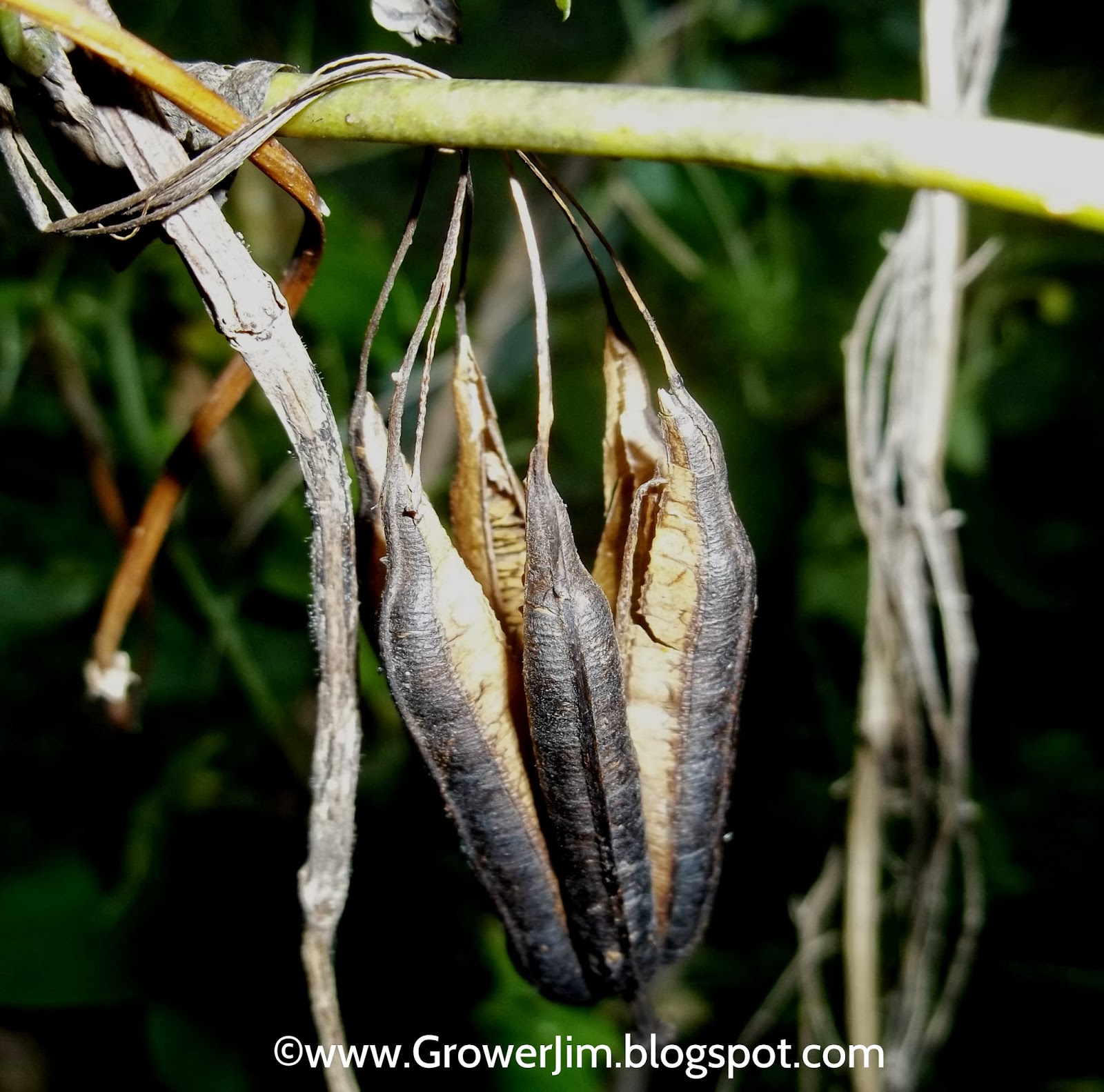 Garden Adventures: Aristolochia elegans