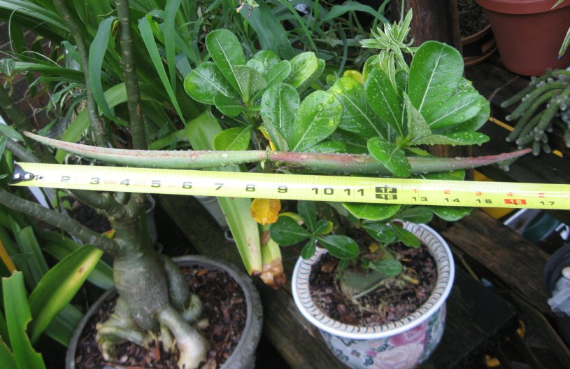 Plants & Such: Desert Rose (Adenium Obesum) Seed Pods and Seeds