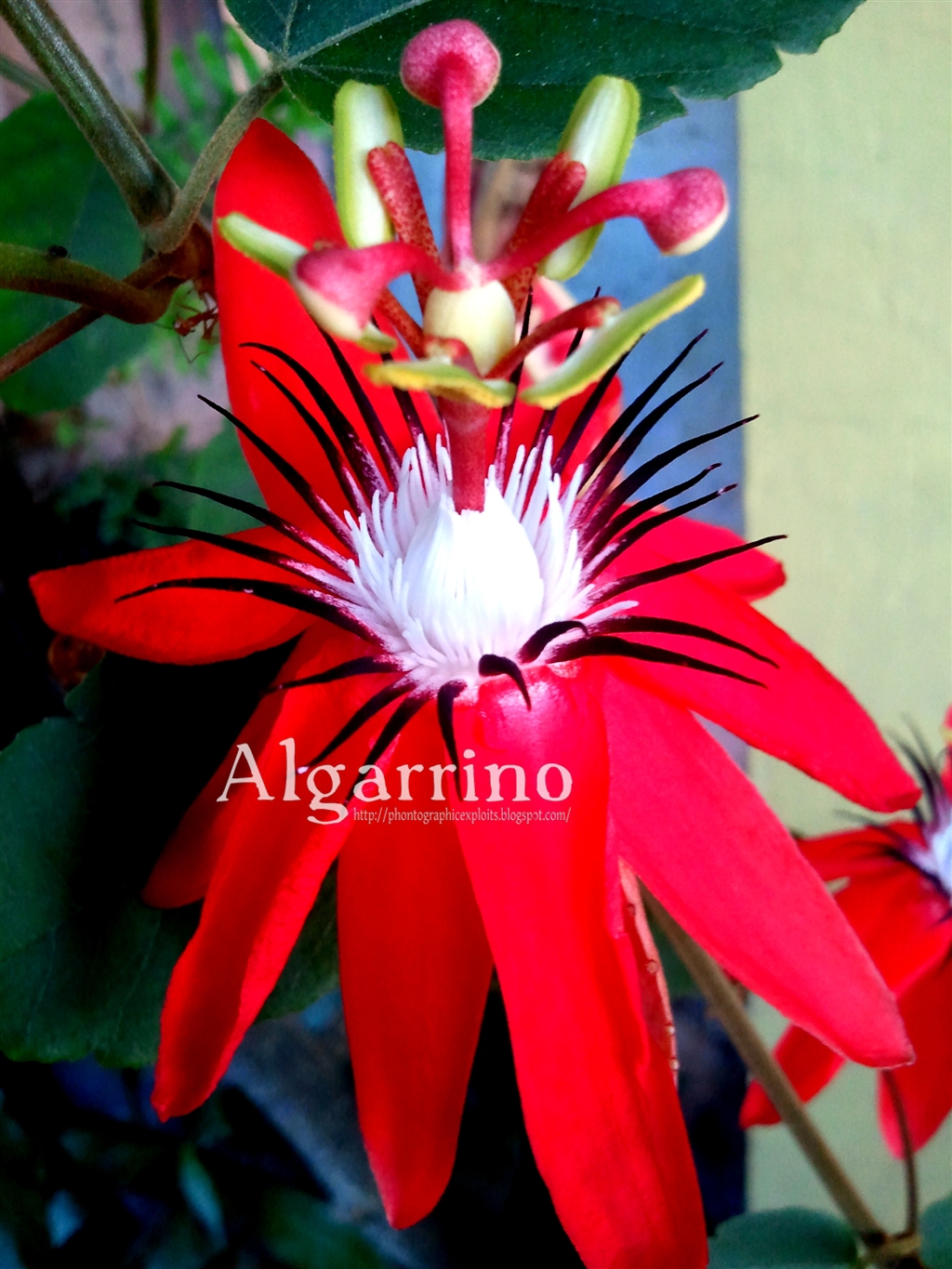 Passiflora coccinea (Red Passion Flower) | Phontographic Exploits