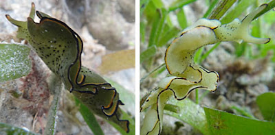 wild shores of singapore: Bringing a glimpse of Cyrene to the Festival ...