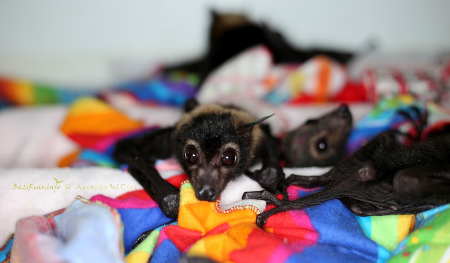 Rehab | Cairns Qld Megabat babies Spectacled in care, Pteropus ...