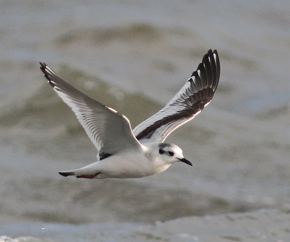 Kerry Birding: Thank heaven for Little Gulls