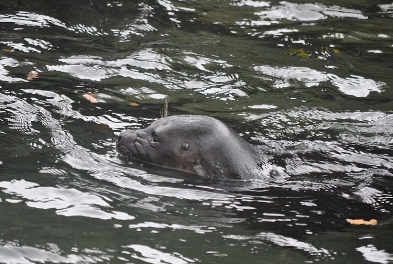 ZOOTOGRAFIANDO (6.096 ANIMALS): FOCA OCELADA / BALTIC SEAL (Pusa hispida)