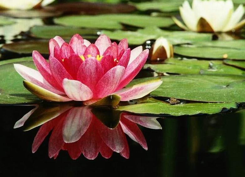 lenguaguarani: LEYENDA DEL YRUPE