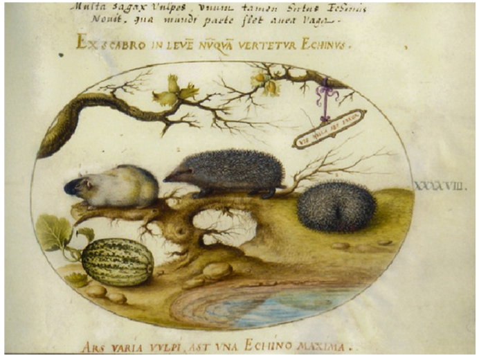 Cavy Savvy: A Guinea Pig Blog: Guinea Pig History: Guinea Pig Art in Europe