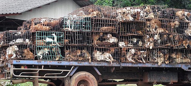 International Street Dog Foundation: The Incredible Journey...and How ...