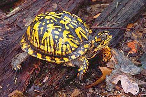 The Sheep Whisperer: Turtle "STAYING" Power!