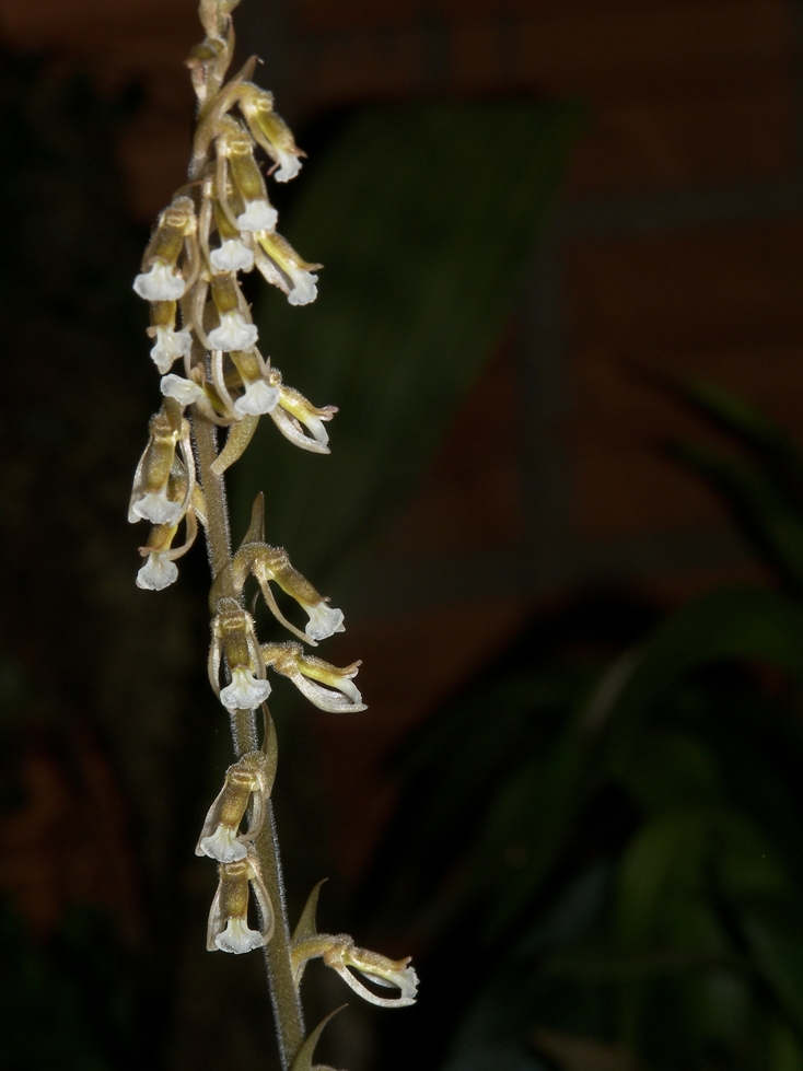 FLORA DE MISIONES Argentina: Cyclopogon oliganthus (Hoehne) Hoehne ...