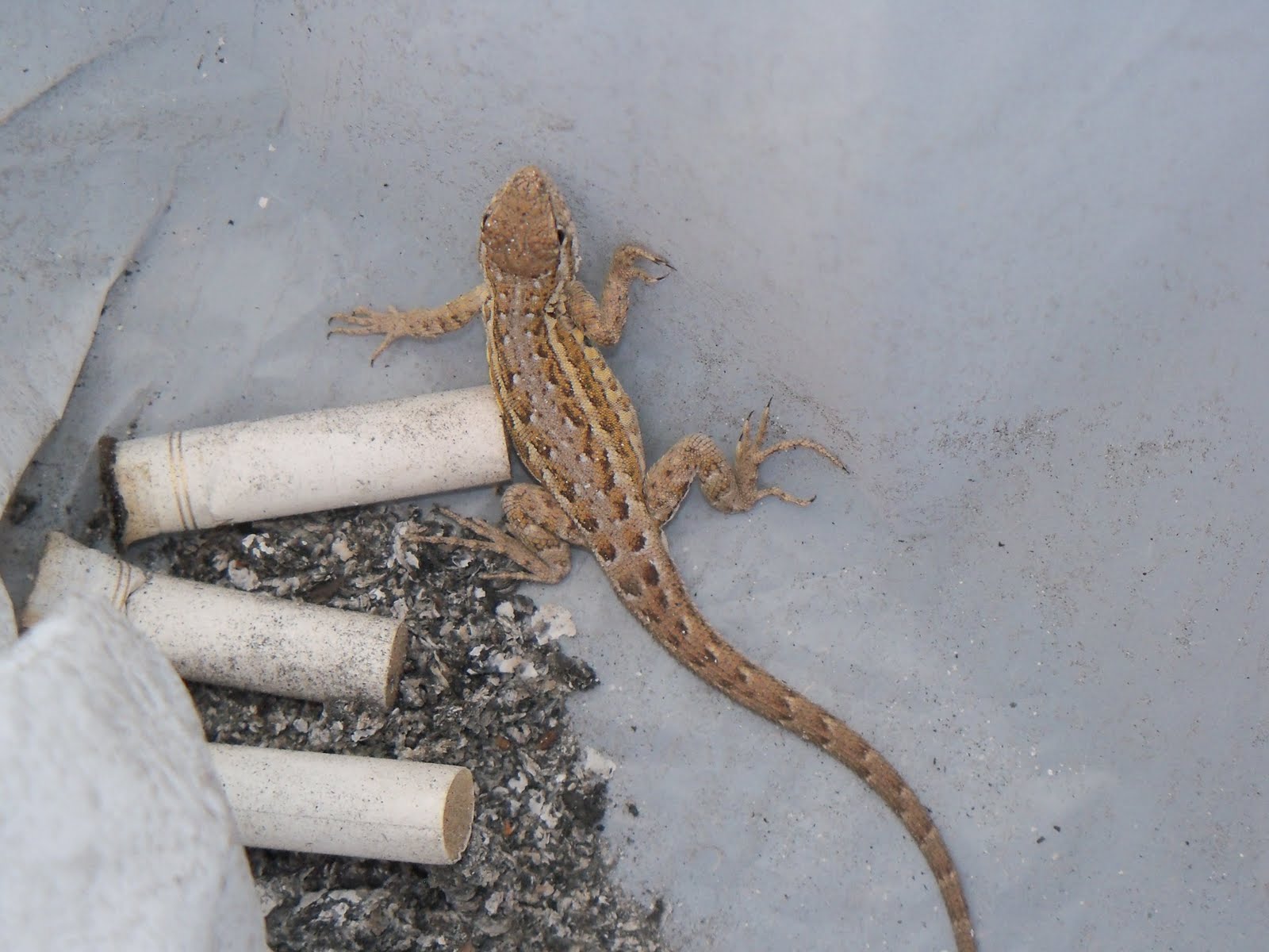 Tumbleweed Crossing: Lizard in the Trash