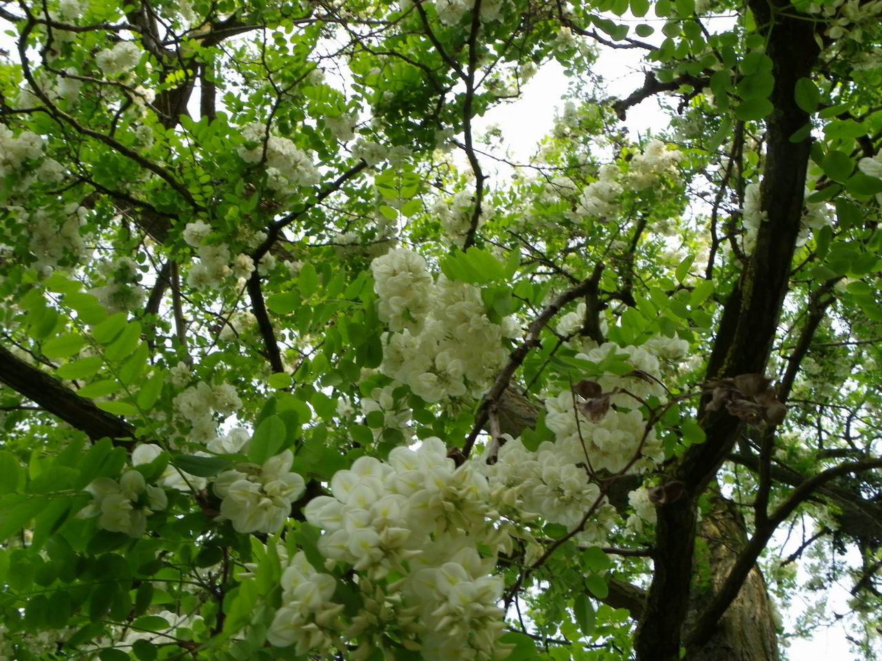 Fleur de Robinier faux-acacia
