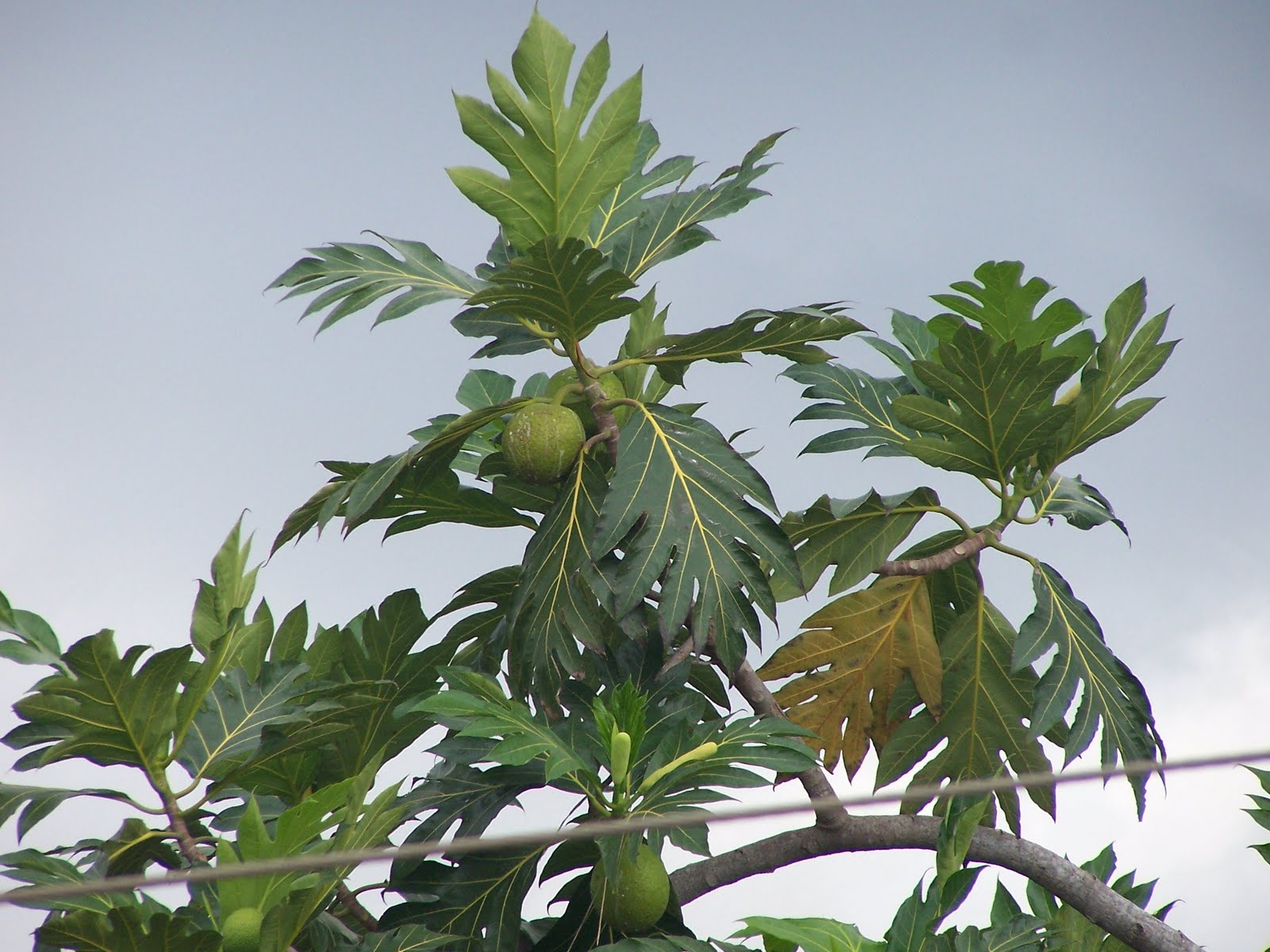 The Road Before Us: Breadfruit